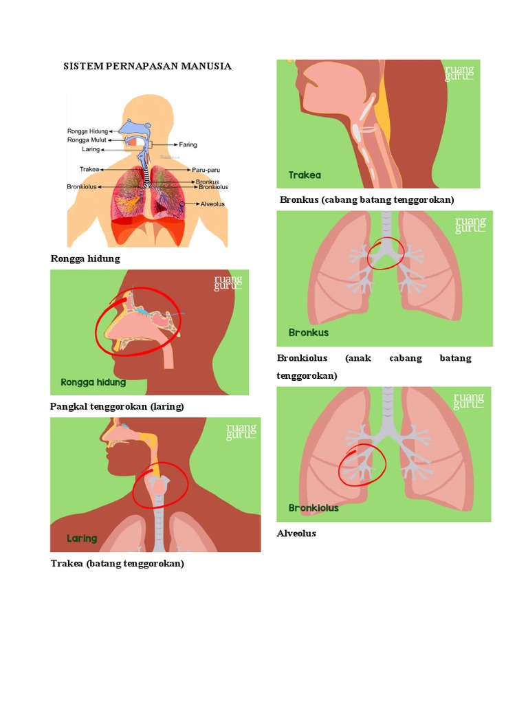 Gambar SISTEM PERNAPASAN MANUSIA | PDF