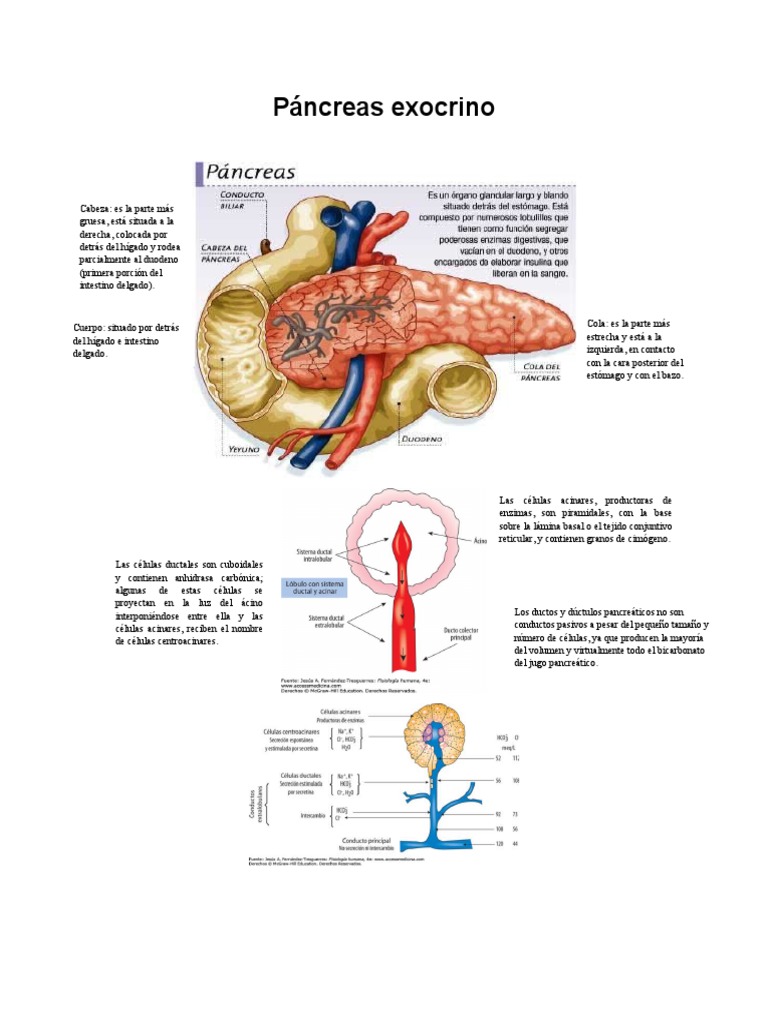 Páncreas Exocrino | PDF | Páncreas | Gastroenterología