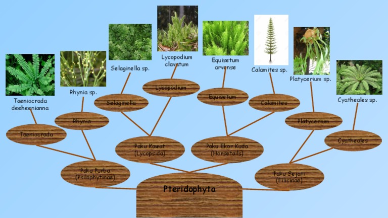 Pohon Filogenik Pteridophyta | PDF Pohon Filogenik Pteridophyta | PDF