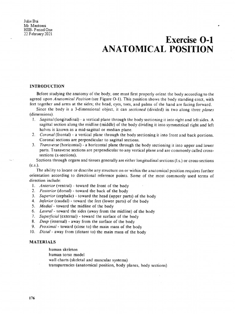 Julie Bui - Anatomical Position Gummy Bear Lab Part One | PDF ...