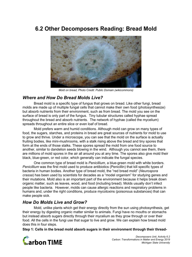 Understanding the Life Cycle and Role of Bread Mold Through Its ...