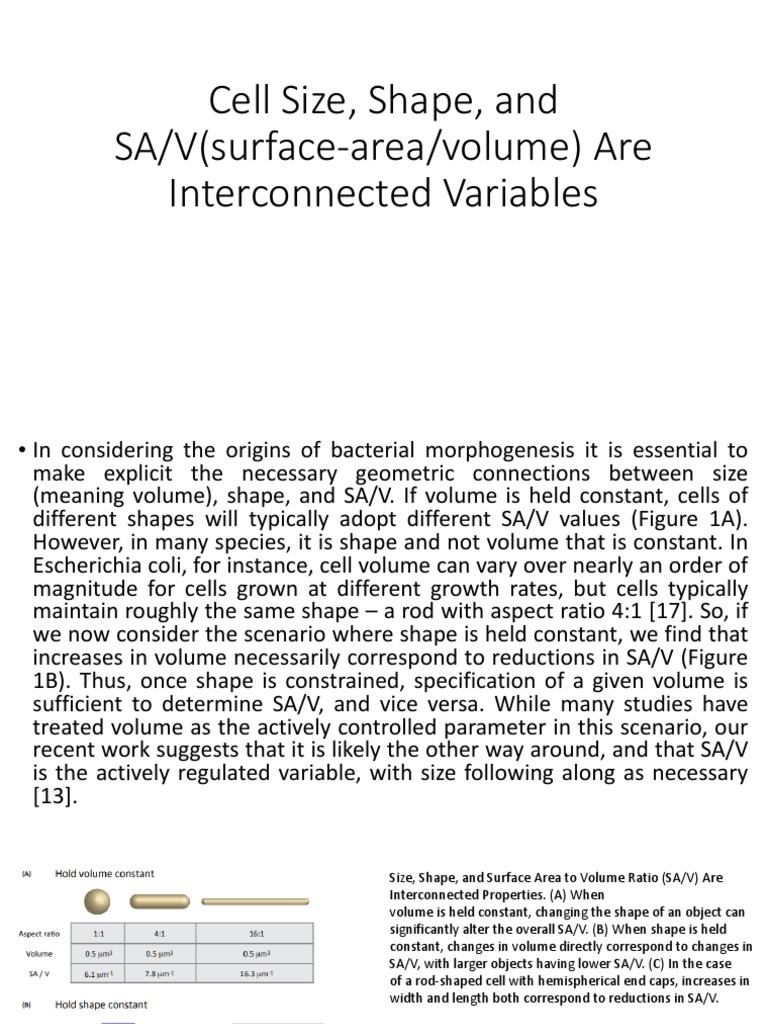 The Relationship Between Cell Size, Shape, and Surface Area to Volume ...