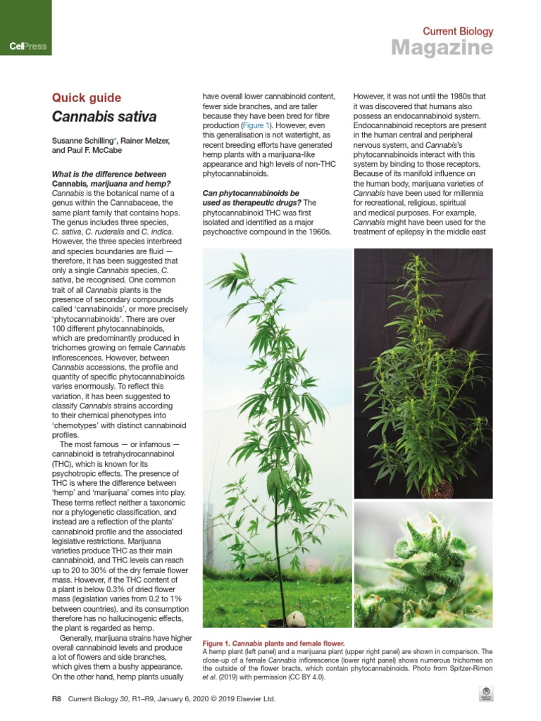 Magazine: Cannabis Sativa | PDF | Cannabis | Cannabis (Drug)