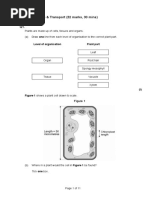 Magnification Questions | PDF | Cell (Biology) | Cell Biology