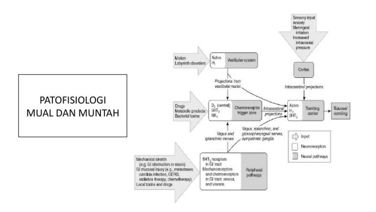 Patofisiologi Mual Dan Muntah | PDF