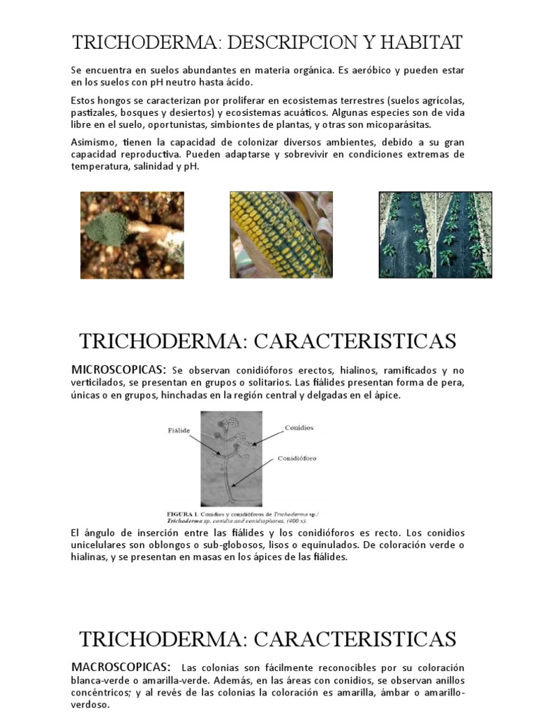 Caracterización del hongo Trichoderma: descripción, hábitat, morfología ...