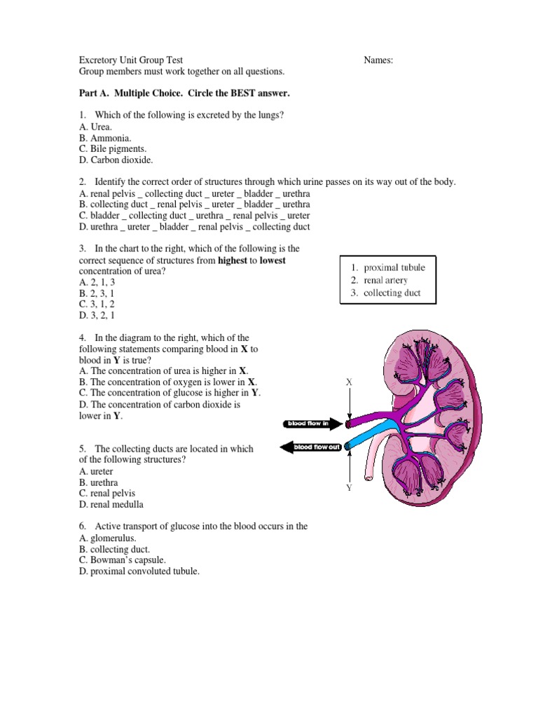 Excretory Quiz | Kidney | Urinary System