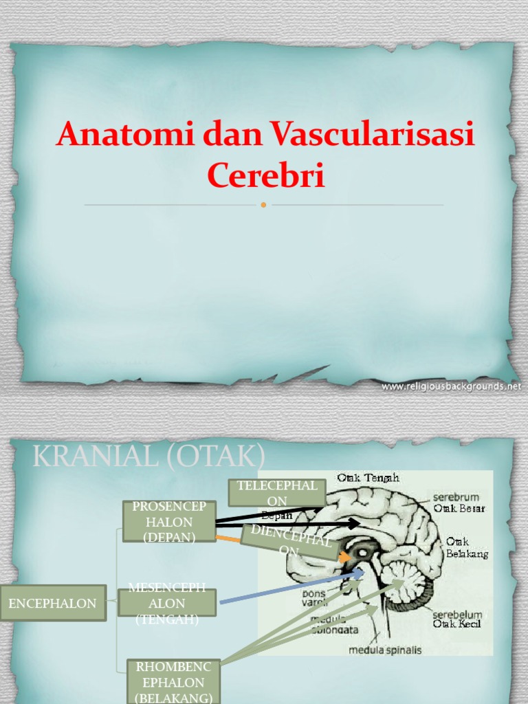 Anatomi dan Vaskularisasi Otak | PDF