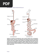 Digestive System of Goats | PDF | Ruminant | Digestion