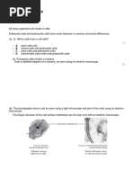 Calculating Magnification Worksheet | PDF