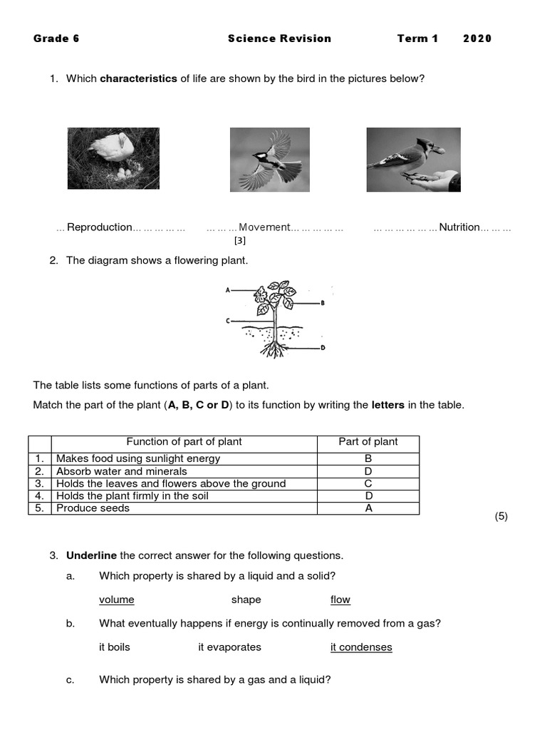 Grade 6 Science RevisionTerm 1 Nethuni Kumarasinghe | PDF | Life | Liquids