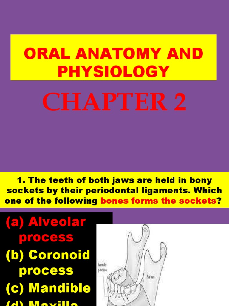 Oral Anatomy & Physiology Test | PDF | Human Tooth | Skull