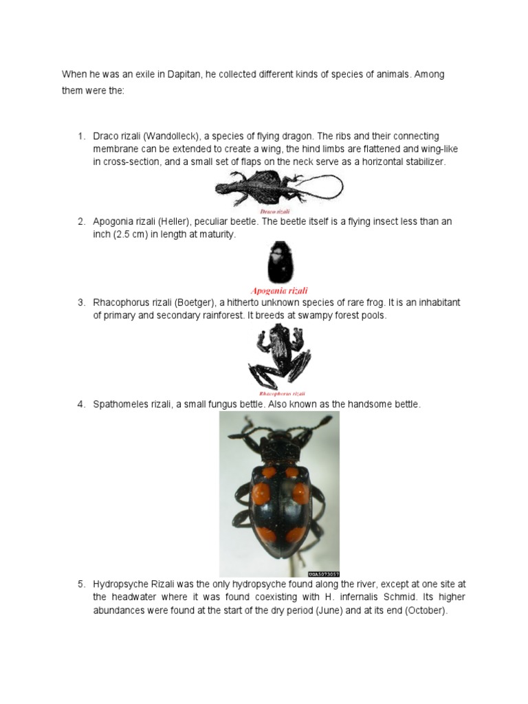 Insects NAmed After Rizal.!.docx (12.30.10) | PDF | Beetle | Zoology