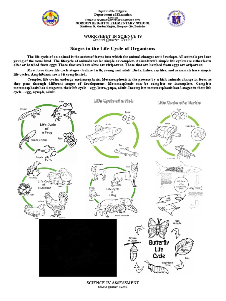 Stages in The Life Cycle of Organisms: Worksheet in Science Iv | PDF ...