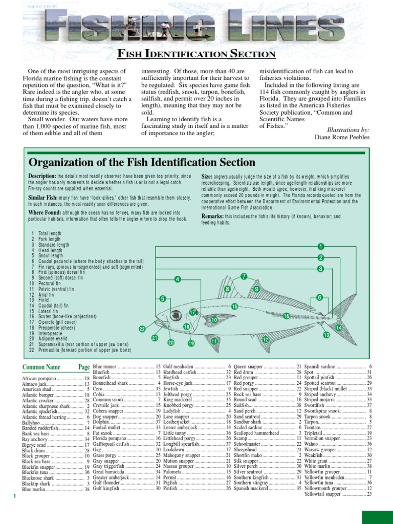Fish Identification Section | PDF | Aquatic Vertebrates | Fish