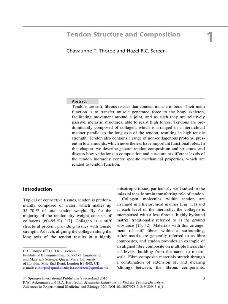 Tendon Structure & Composition Guide | PDF | Tendon | Collagen