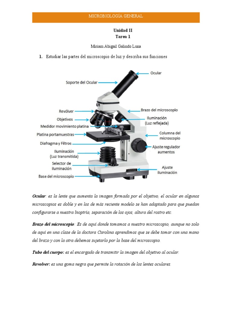 Unidad 2 Tarea 1 | PDF | Tinción | Microscópio electrónico escaneando