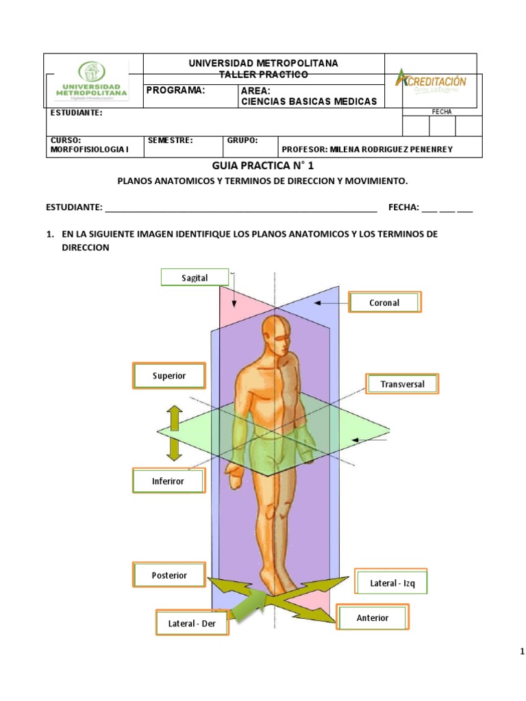 Planos y Términos Anatómicos Básicos | PDF | Términos anatómicos de ...