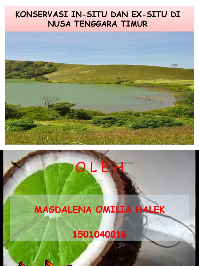 Konservasi in Situ Dan Ex Situ Di NTT Kelompok 5 ...