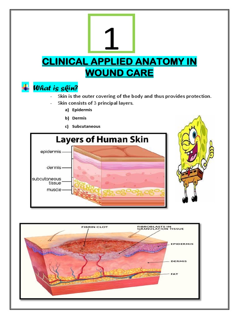 Clinical Applied Anatomy in Wound Care | PDF | Wound | Wound Healing