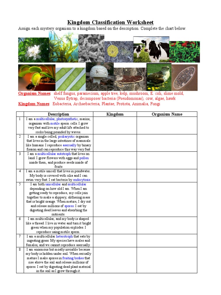 Kingdom Classification Worksheet | PDF | Archaea | Plants