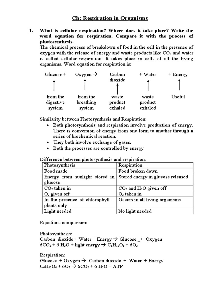 Class 7 Worksheet on Respiration | PDF | Respiratory System | Breathing