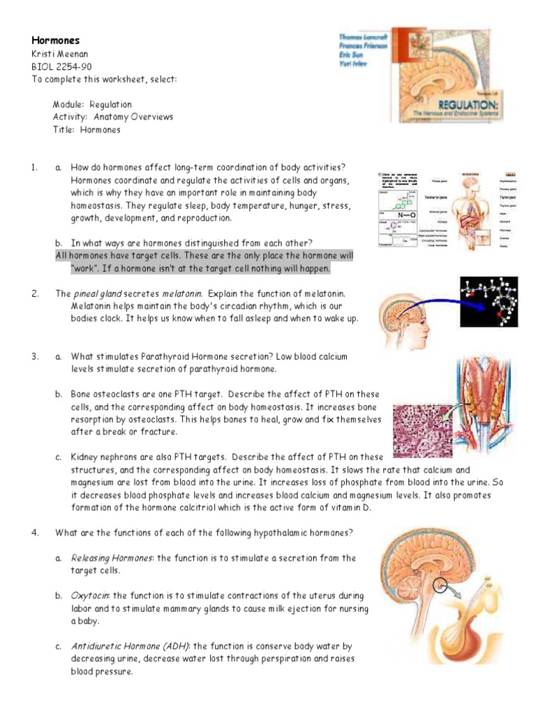Hormones Endocrine System Worksheet | PDF