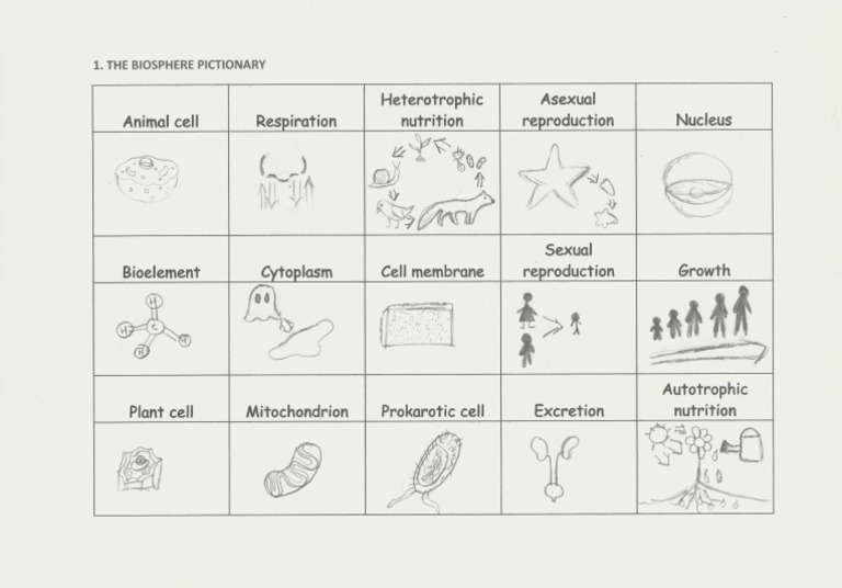 Biology Pictionary | PDF