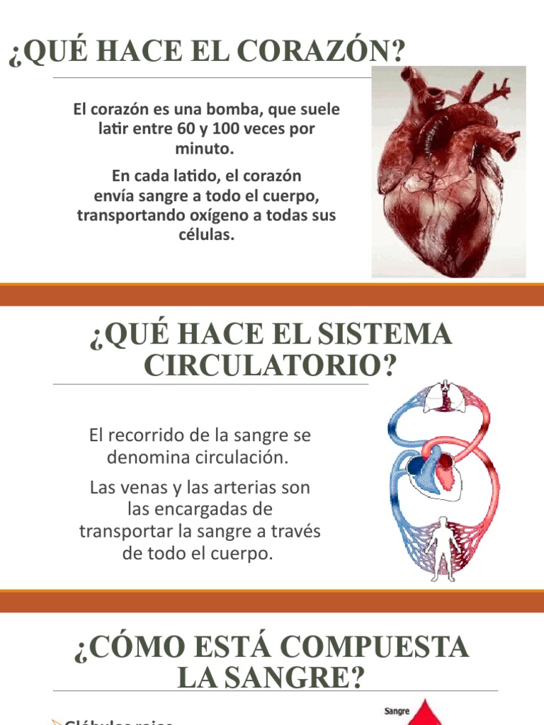 Diapositivas - Sistema Cardiovascular | PDF | Sistema circulatorio ...