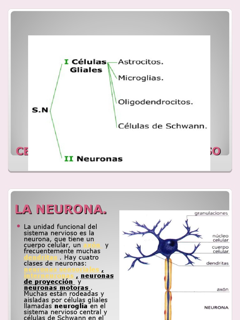 NEURONAS | Descargar gratis PDF | Neurona | Axon