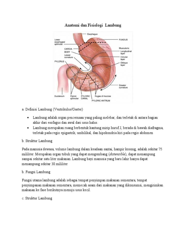 Anatomi Dan Fisiologi Lambung | PDF