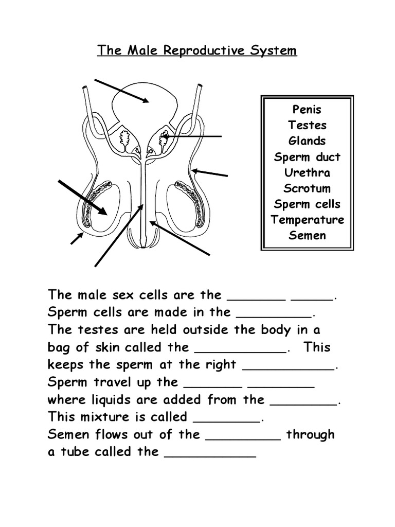 The Male Reproductive System | PDF
