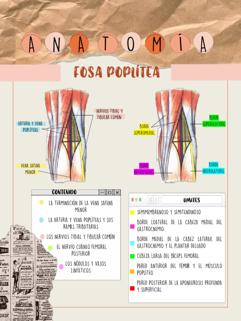 Fosa Poplítea | PDF