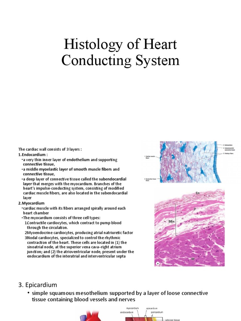 Histology of Heart Conducting System | PDF | Cardiac Muscle | Heart