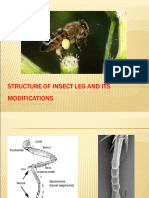 Insect Leg Types and Modifications | PDF | Arthropods | Insects