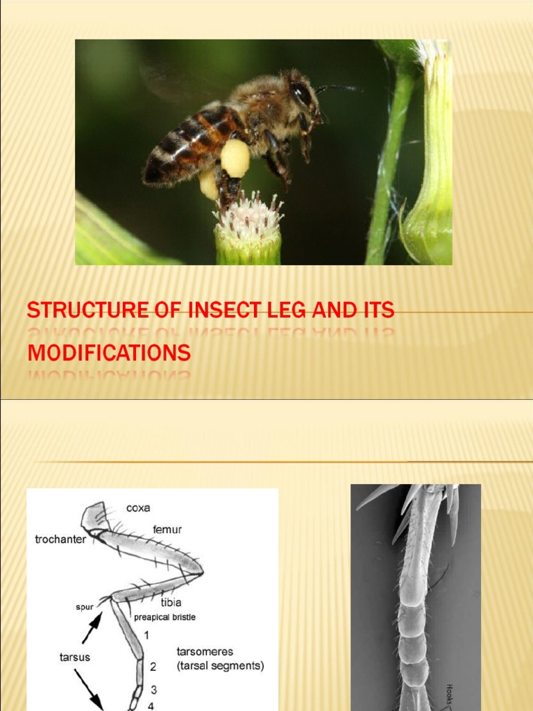 Insect Leg | PDF | Insects | Arthropods