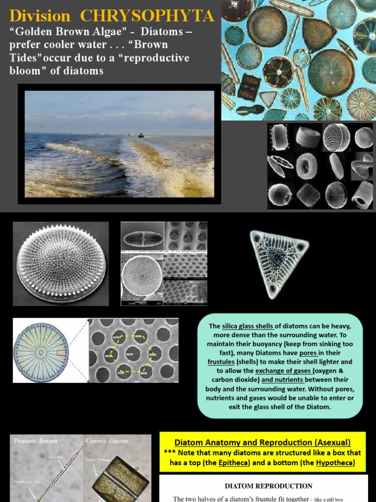 PowerPoint - Plankton Lesson and Review | PDF | Plankton | Phytoplankton