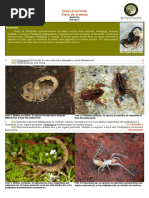 Origen y Evolucion de Los Insectos | PDF | Insectos | Escala de tiempo ...