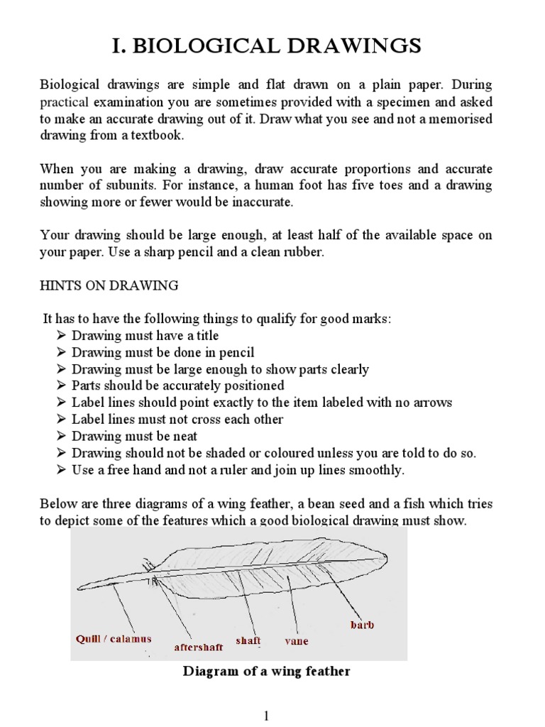 I. Biological Drawings: Diagram of A Wing Feather | PDF | Leaf | Seed