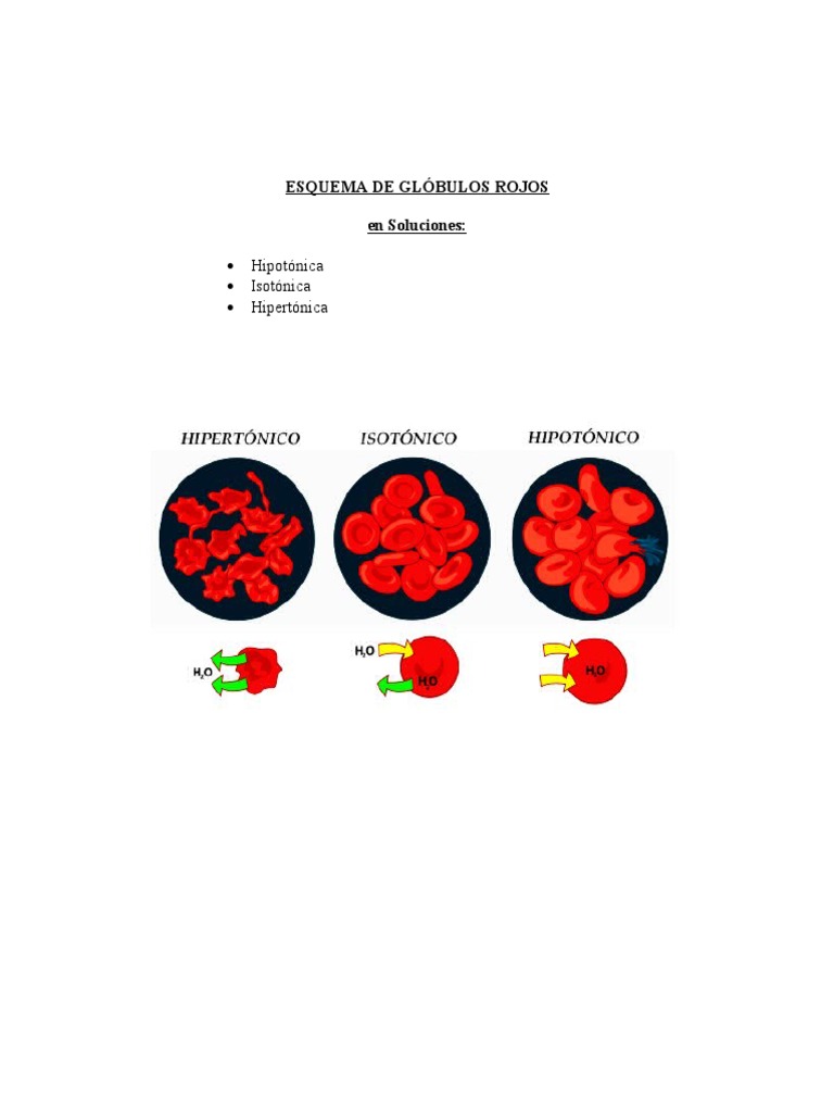 Esquema de Glóbulos Rojos | PDF