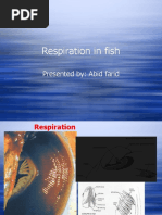 Fish Circulatory System Overview | PDF | Blood | Vein