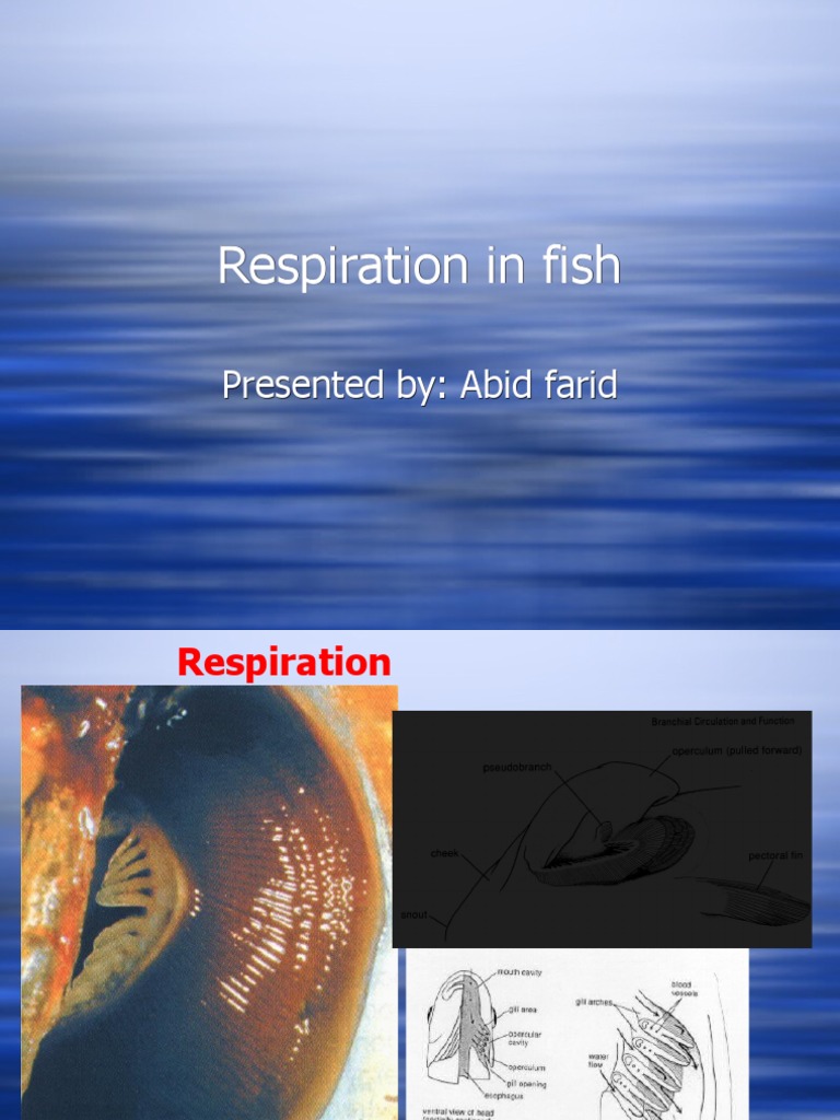 Respiration in Fishes | PDF | Gill | Respiratory System