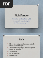 Fish Nares: Smell Mechanism Explained | PDF | Olfaction | Fish