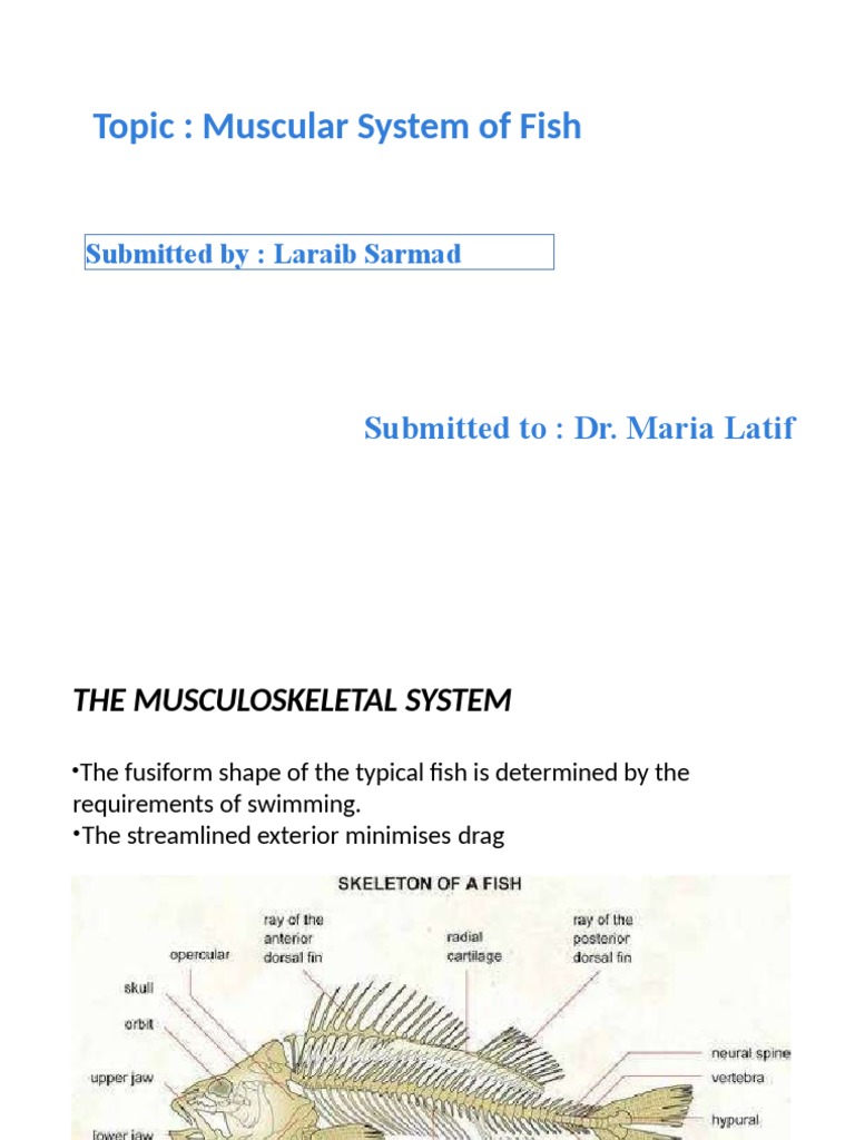 Muscular System of Fish Explained | PDF | Bone | Vertebral Column