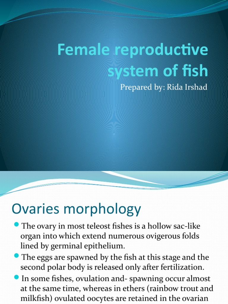 Female Reproductive System of Fish | PDF | Ovary | Fish