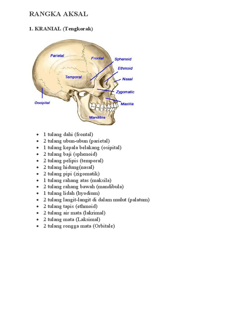 Struktur dan Fungsi Rangka Manusia | PDF