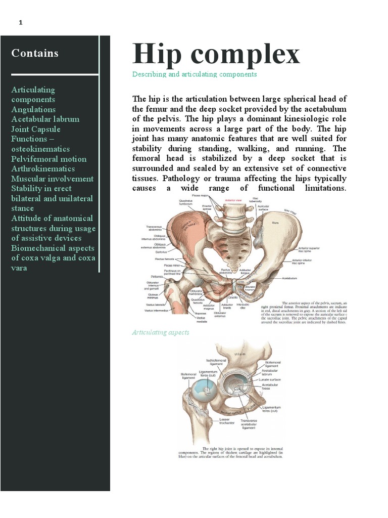 Hip Complex Bio | Download Free PDF | Pelvis | Hip