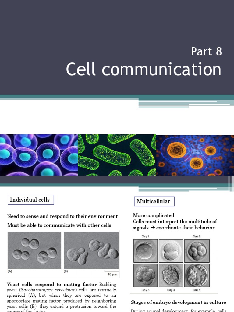 Yeast Cell Communication Mechanisms | PDF | Cell Signaling | Signal ...
