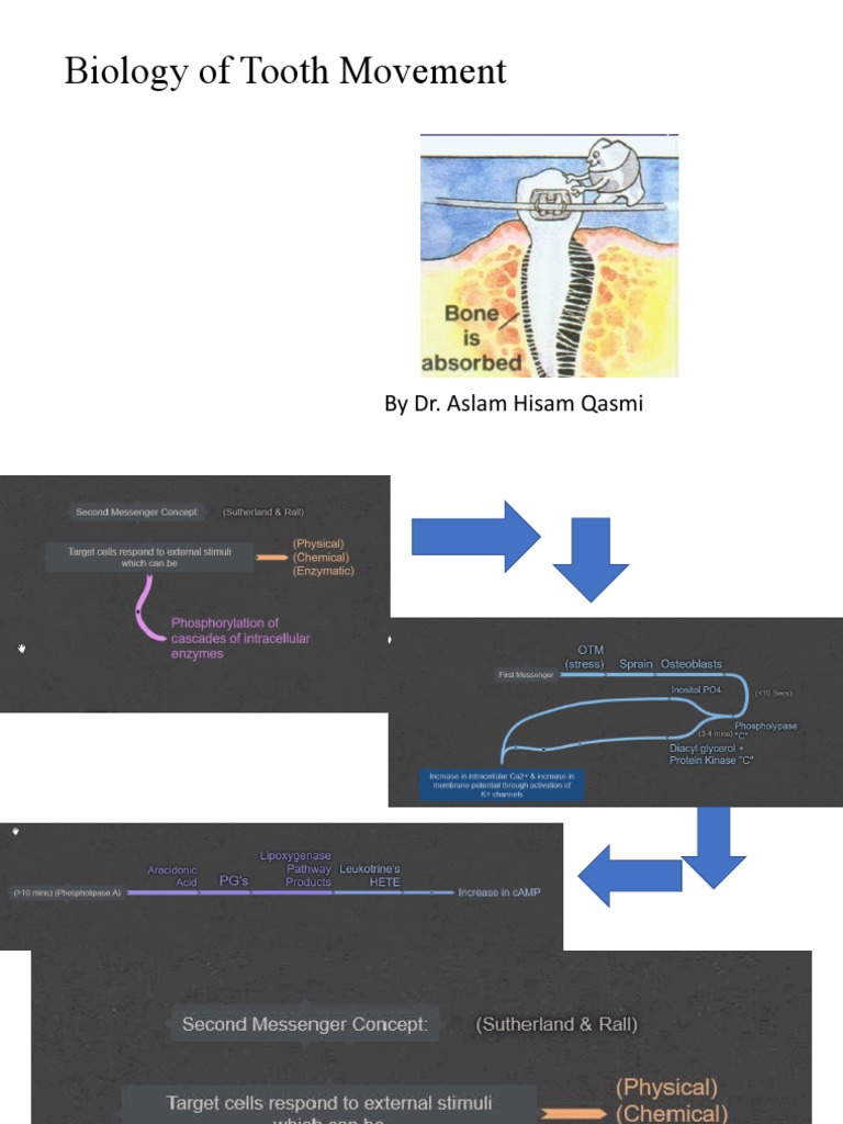 Biology of Tooth Movement | PDF | Bone | Extracellular Matrix