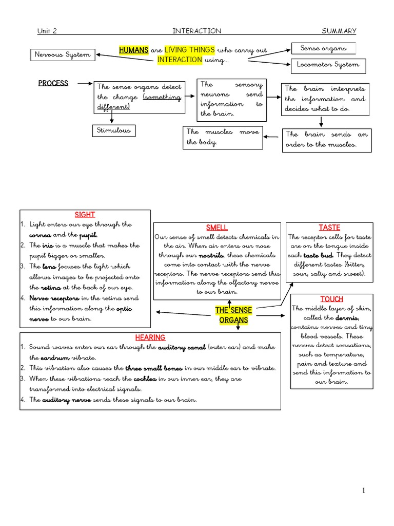 Sight Smell Taste: Unit 2 Interaction | PDF | Senses | Nervous System